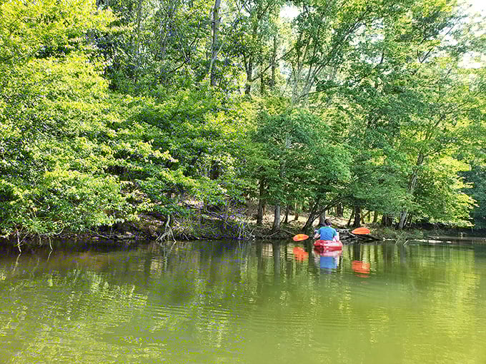 Kayaks adding splashes of color to nature's canvas—like mobile art installations that occasionally tip over to everyone's amusement.