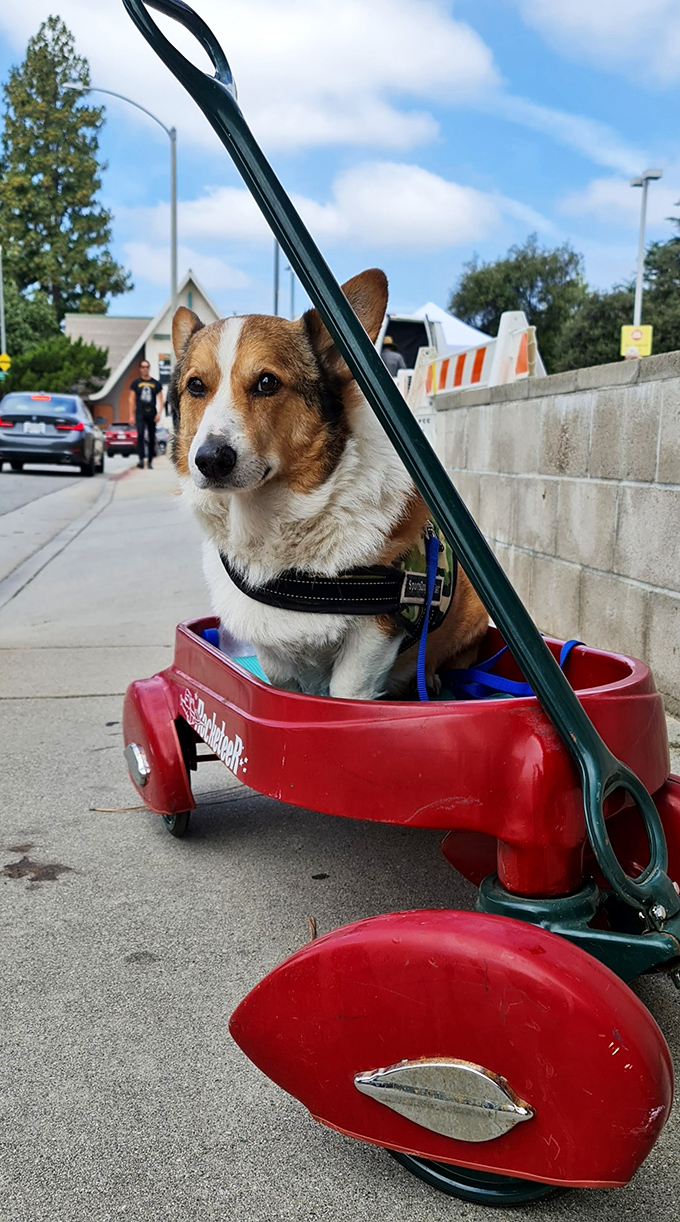 The ultimate flea market companion—this corgi in a Radio Flyer wagon has mastered the art of comfortable shopping while judging everyone's purchases.