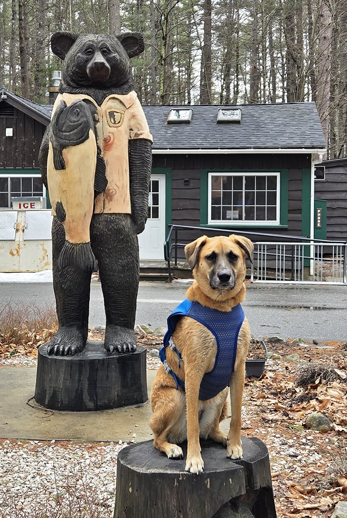 Even dogs appreciate the artistry of a well-carved bear statue. This good boy seems to be thinking, "Nice fish, but I'd rather chase squirrels."