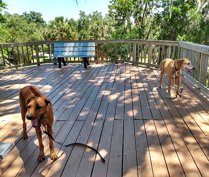 Four-legged archaeologists in training – even dogs appreciate the historical significance and natural beauty of this pet-friendly state park's observation platforms.
