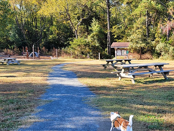 Picnic tables waiting like old friends, arranged along paths where conversations and sandwiches are equally important parts of the experience.