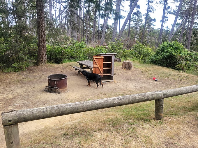 Dinner with a view and a faithful companion. Salt Point's picnic areas welcome the whole family—including those members with four legs and wagging tails.
