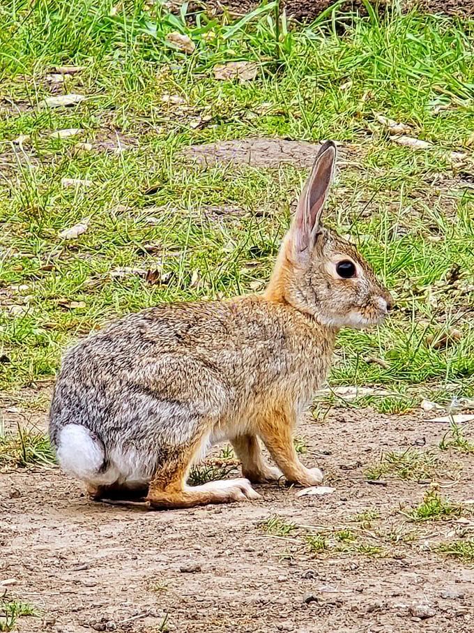 This cottontail posing like a professional model proves wildlife here is accustomed to admirers but still wild enough to bolt.