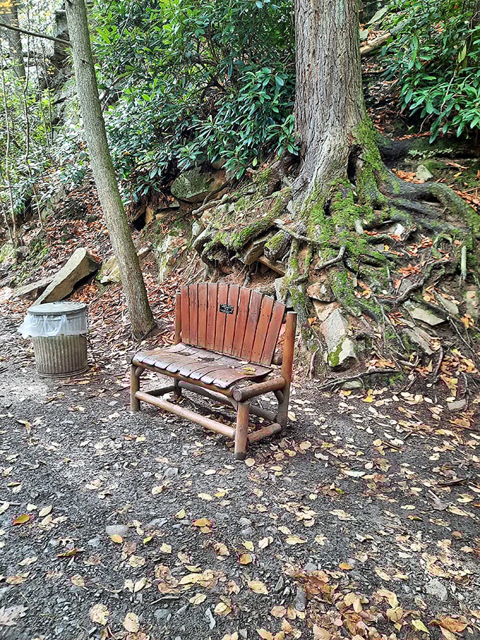 This rustic bench nestled among exposed roots offers contemplation with a side of whimsy. Nature's waiting room has the best views.