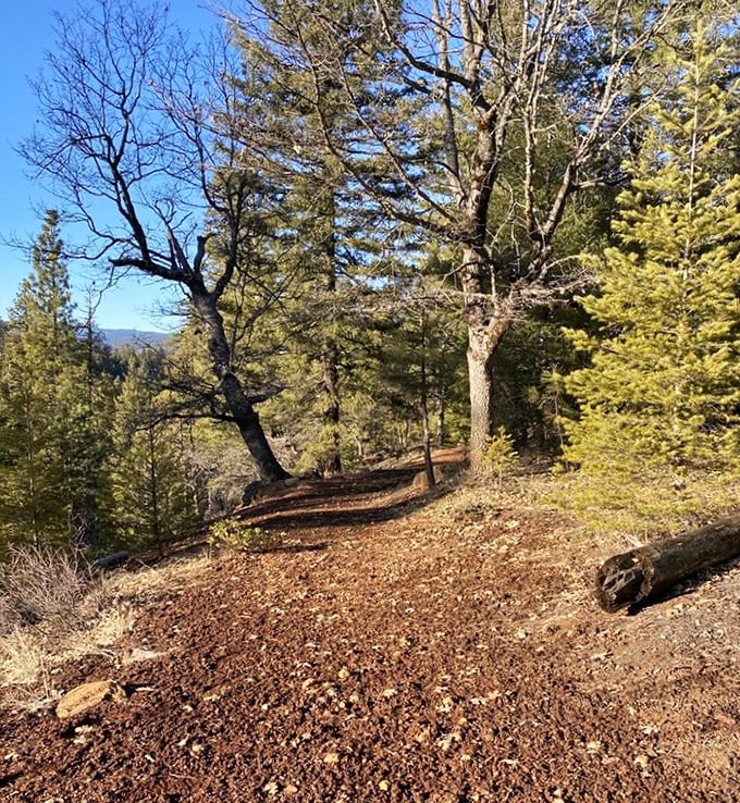 The path less photographed. While everyone flocks to the falls, this quiet forest trail offers solitude and dappled sunlight through ancient trees.