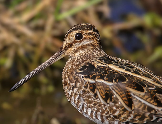 The snipe's needle-like bill could thread the eye of nature's smallest needle. A master craftsman in feathered form.