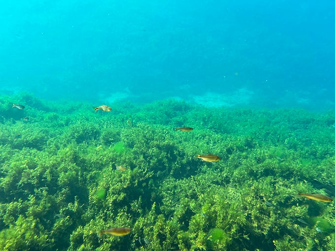 Aquatic plants sway gently in crystal waters that stay perfectly cool year-round naturally.