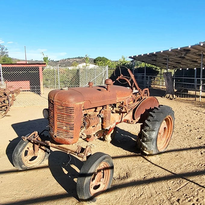 This weathered tractor stands as a rusty testament to farming history – retired but not forgotten on Bates' grounds.