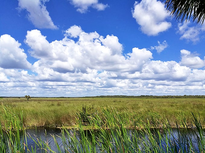 The vast wetlands stretch toward the horizon under dramatic Florida skies—a reminder of what makes the Everglades ecosystem so special.