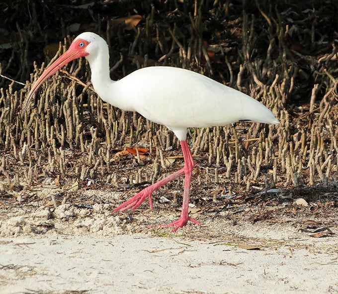 The American White Ibis struts along the shore like it owns the place—which, technically, it did long before humans arrived.