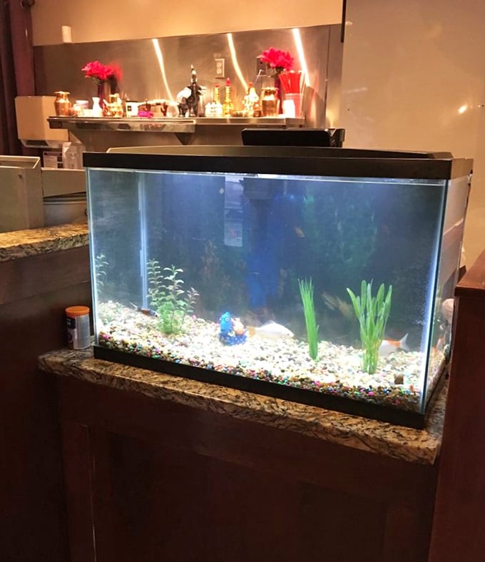 Even the fish have front-row seats to the culinary magic. This aquarium isn't decoration—it's the restaurant's most consistent customer base.