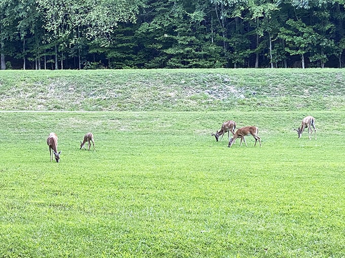 Dawn in the meadow brings out the locals—deer grazing peacefully, unaware they're creating the kind of serene tableau that ends up as someone's computer wallpaper for years.