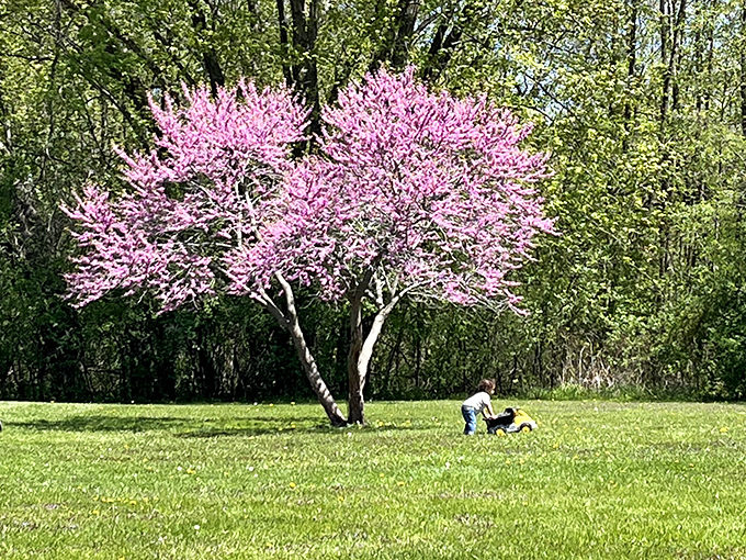 Spring's pink explosion creates the perfect backdrop for family moments. This redbud tree doesn't just bloom—it celebrates the season.