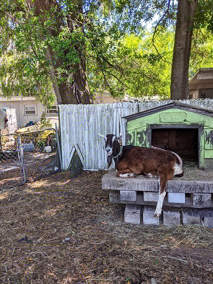 Even the local goat knows where the good food is—resting contentedly near the restaurant, perhaps dreaming of corn fritter crumbs.