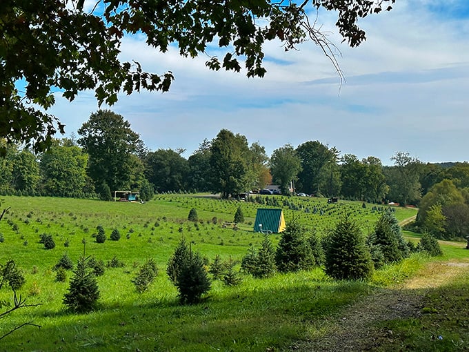 Heritage Farms' Christmas tree fields stretch toward the horizon, a patchwork of future holiday memories waiting to be harvested and decorated with family stories.