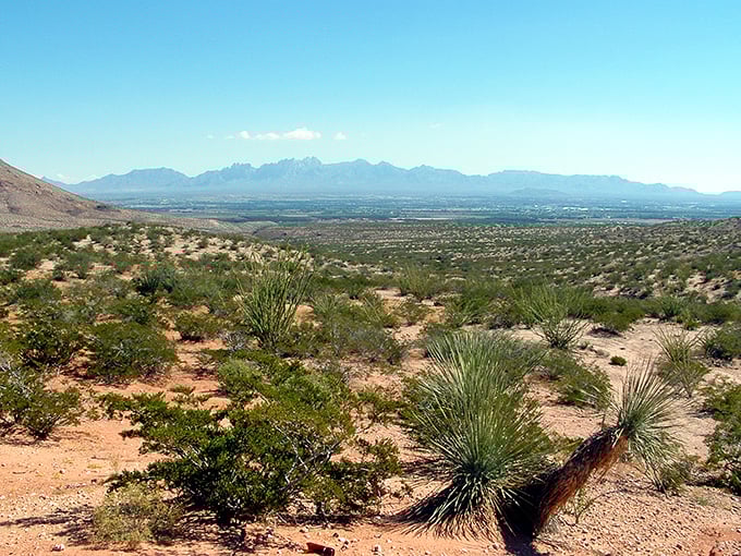 The Mesilla Valley stretches toward the horizon like a painter's dream, desert plants standing sentinel over a landscape that defines the American Southwest.