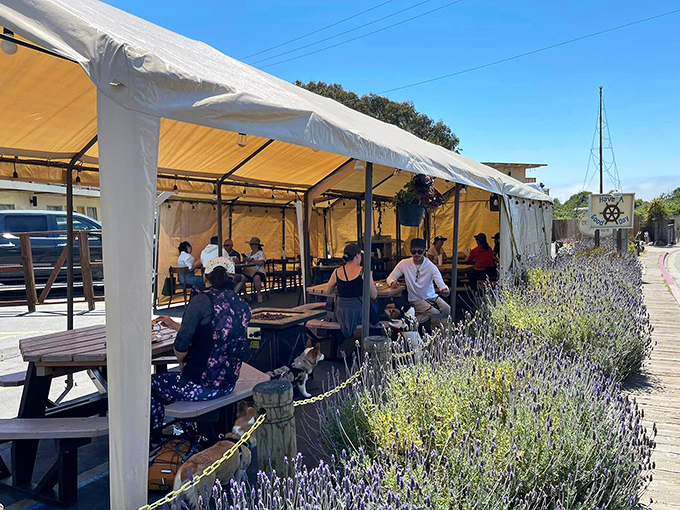 Outdoor dining surrounded by lavender and sea air? This might be the closest thing to heaven for seafood enthusiasts seeking a perfect California afternoon.