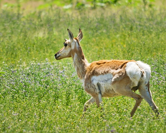 The pronghorn – America's fastest land mammal – pauses just long enough for you to appreciate its elegant presence in the grasslands.