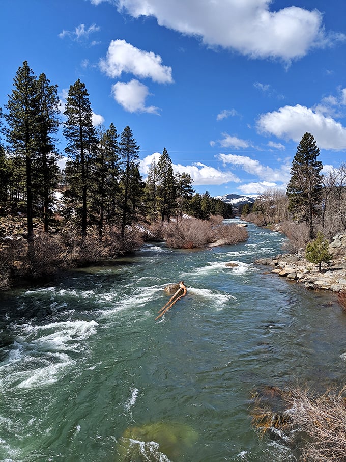 The Truckee River – nature's original thrill ride. Where adventurous souls and fallen trees navigate the snowmelt dance together.