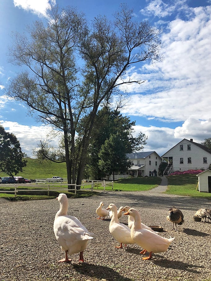 The welcoming committee has feathers and attitude. These ducks run a tight ship at Yoder's, inspecting all newcomers with proper ceremony.
