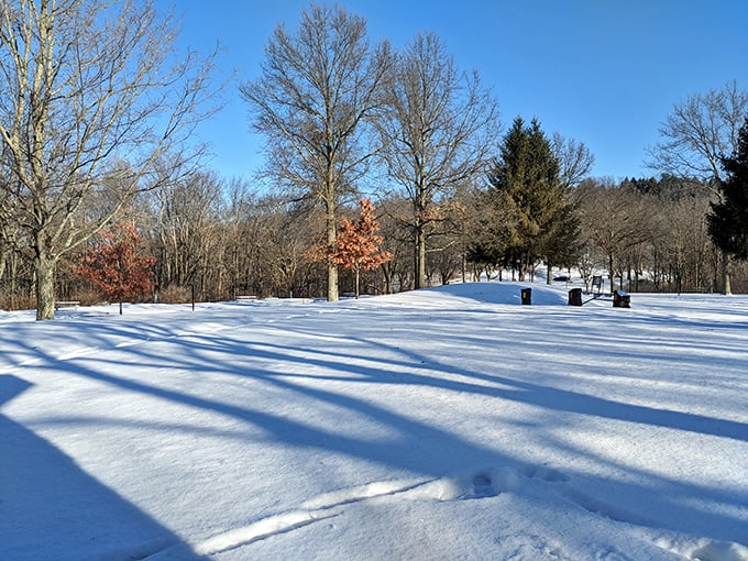 Winter transforms the park into a hushed wonderland where tree shadows stretch blue across untouched snow. Social media can wait—this moment can't.