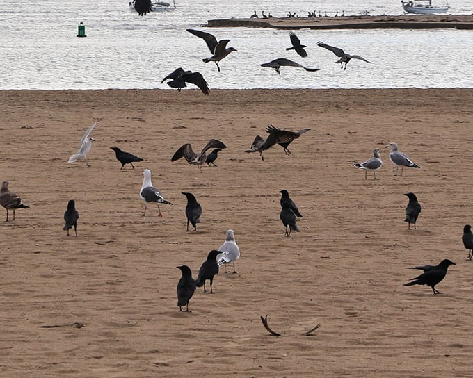 The beach committee meeting is now in session – these birds clearly have strong opinions about shoreline management.