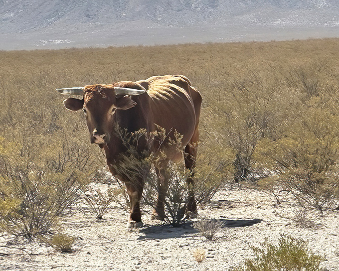 A lone longhorn surveys its desert kingdom at Big Bend Ranch, looking like it's contemplating the meaning of wide-open spaces or just its next meal.