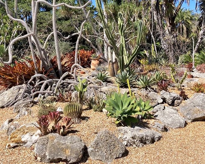 The desert garden proves that "prickly" can be beautiful – like that aunt who always tells it like it is but brings the best cookies.