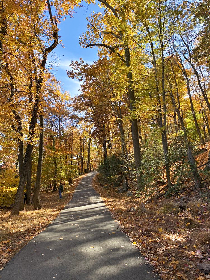 Autumn's golden tunnel beckons. This path through fall foliage is nature's equivalent of rolling out the red carpet—just with better colors.