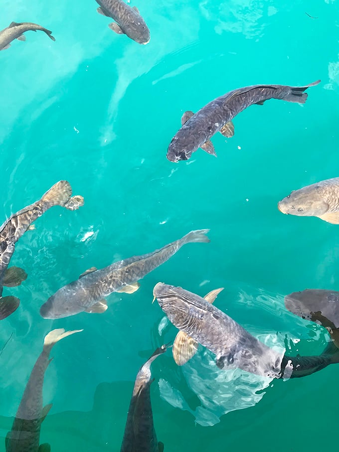 Beneath that famous turquoise surface, local residents of the finned variety go about their day, unimpressed by our fascination.