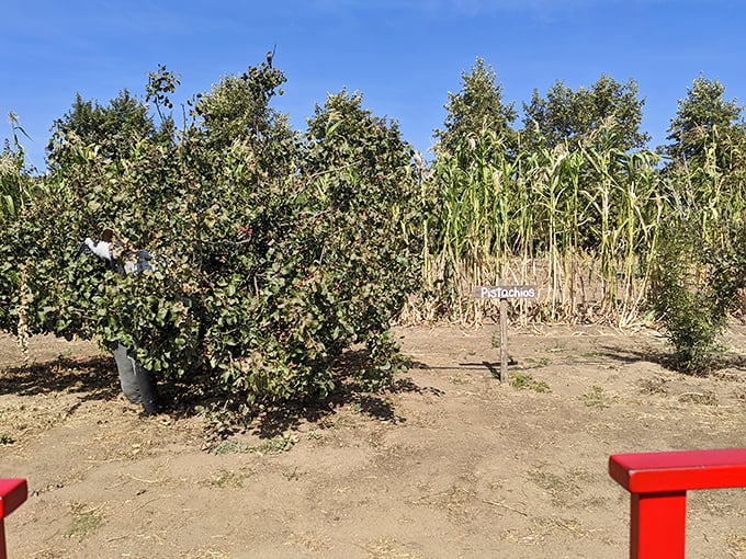 The farm's agricultural roots remain evident in these plantings – a reminder that before the gift shop, there was the land.