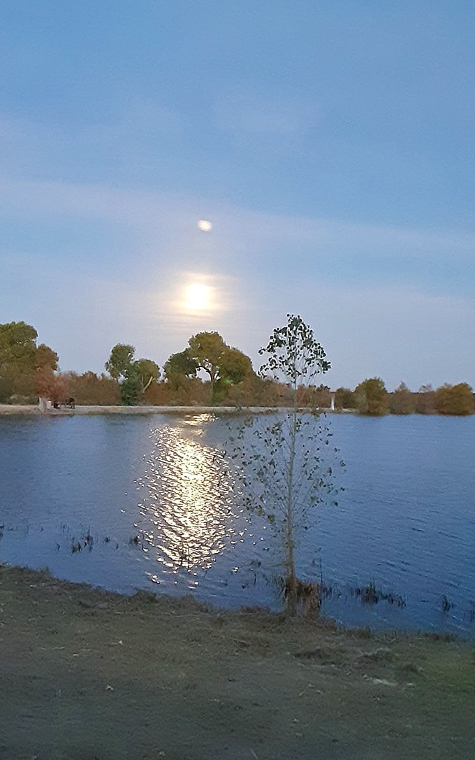 Moonlight on water – when Dankworth Pond transforms into nature's disco ball and the night creatures begin their evening serenade.