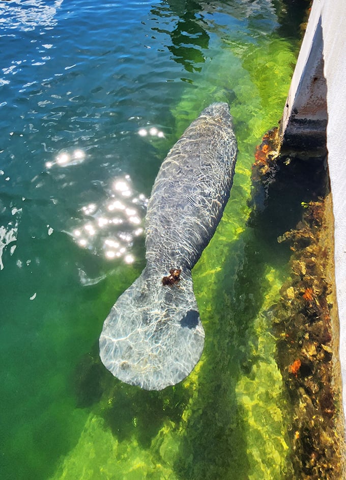 A gentle manatee glides through crystal waters, reminding us why they're called sea cows – moving with the unhurried pace that defines Keys living.