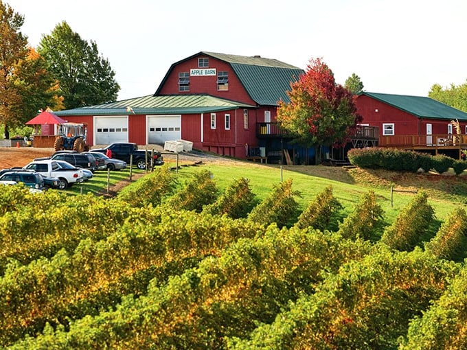 That red barn against mountain views makes every apple taste sweeter – nature's perfect backdrop for fruit picking.