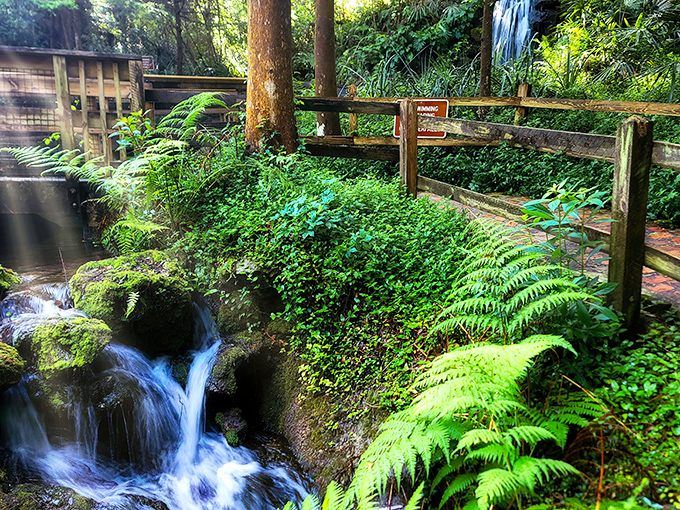 Nature's own staircase! Wooden walkways and emerald ferns frame this bubbling spring like Mother Nature's version of a fancy hotel lobby.