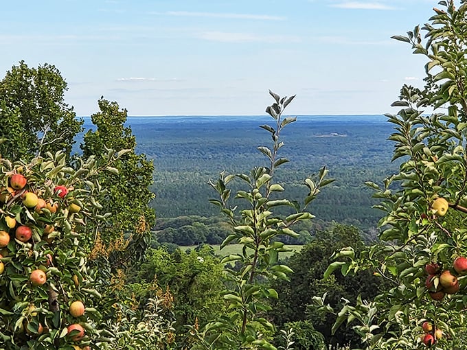 When orchards climb mountains, the apples get better views than most people's vacation photos ever capture.