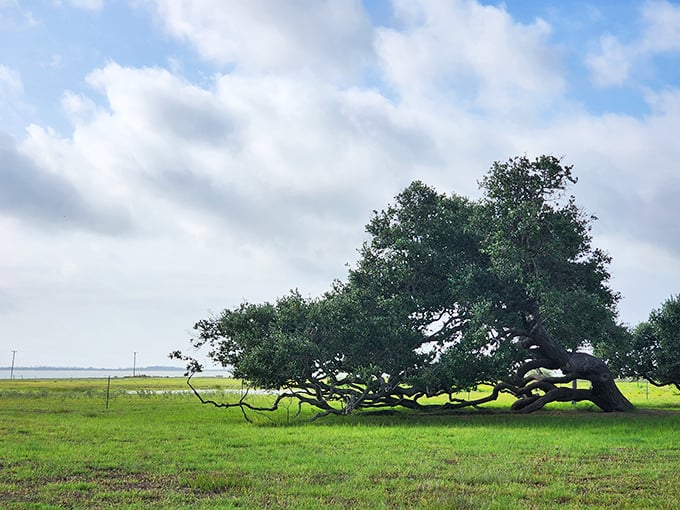 Nature's ultimate yoga pose! This wind-sculpted live oak has spent decades perfecting its graceful stretch toward the horizon, creating a living sculpture against the coastal sky.
