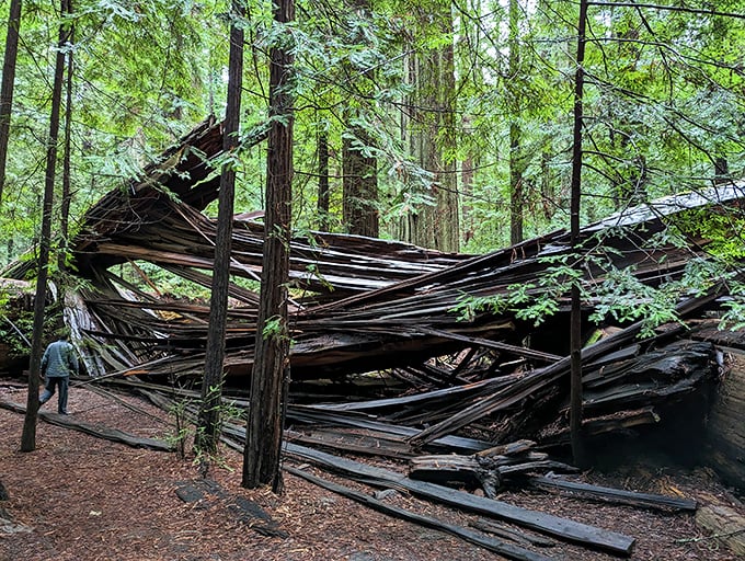 Mother Nature's ultimate game of pick-up sticks. This fallen giant now serves as both natural sculpture and reminder of the forest's constant renewal cycle.