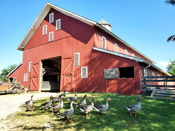 Nature's welcoming committee waddles with purpose—these geese have more attitude than a Manhattan doorman and twice the determination.
