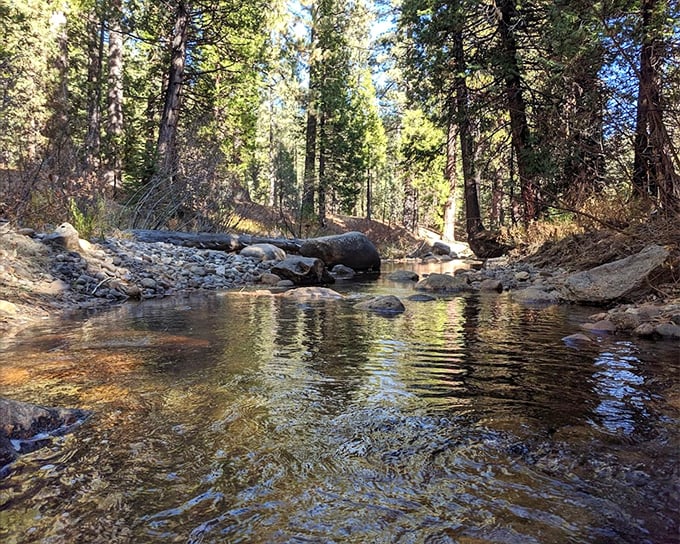 Hot Springs Creek meanders through like it's got nowhere important to be—a masterclass in unbothered existence.