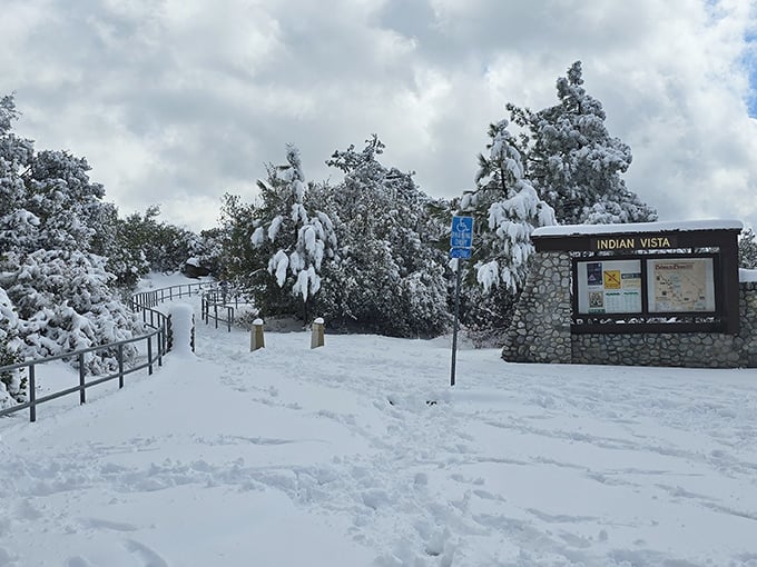 Winter's unexpected cameo in Southern California—snow-draped pines and pristine pathways create a postcard moment just hours from palm trees and beaches.