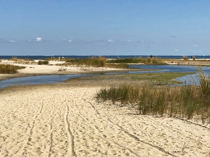 Nature's own beach therapy session—no reservations required. The sandy shores of Flag Ponds invite bare feet and unhurried afternoons.