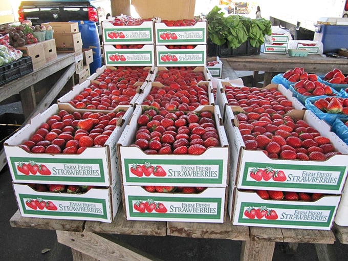 Nature's candy in perfect rows! These farm-fresh Florida strawberries put supermarket berries to shame—arrive early or miss out on these ruby gems.