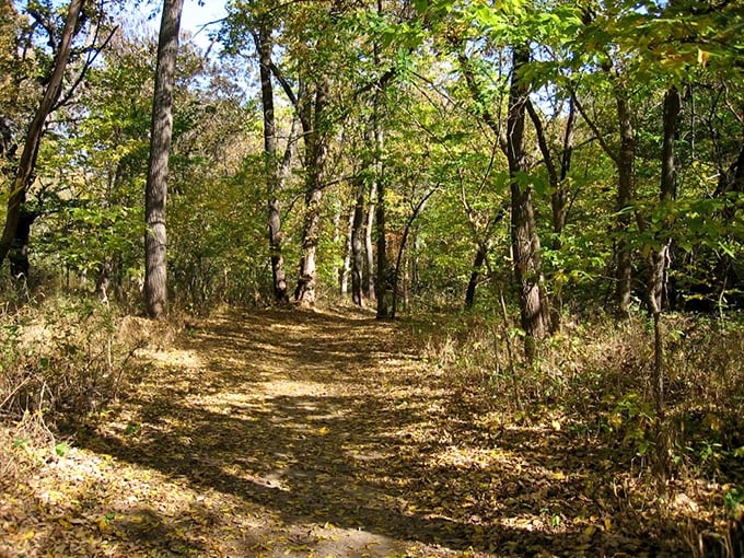 Fall's golden touch transforms this woodland trail into a sun-dappled runway, where every step crunches with satisfying autumn music.