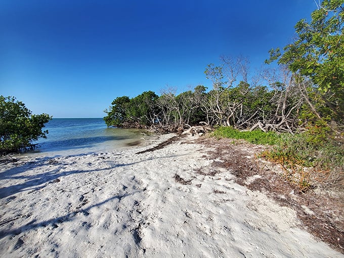 Nature's welcome mat: weathered mangroves frame the shoreline like ancient guardians protecting this slice of paradise from the modern world.