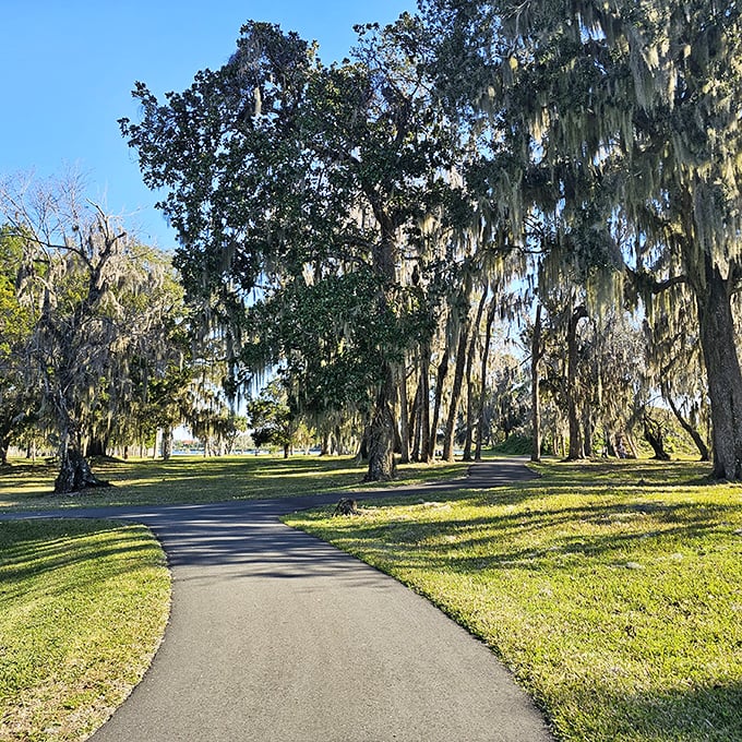 Nature's cathedral – Spanish moss dangles from oak branches like decorations, creating a serene pathway that whispers stories of old Florida.