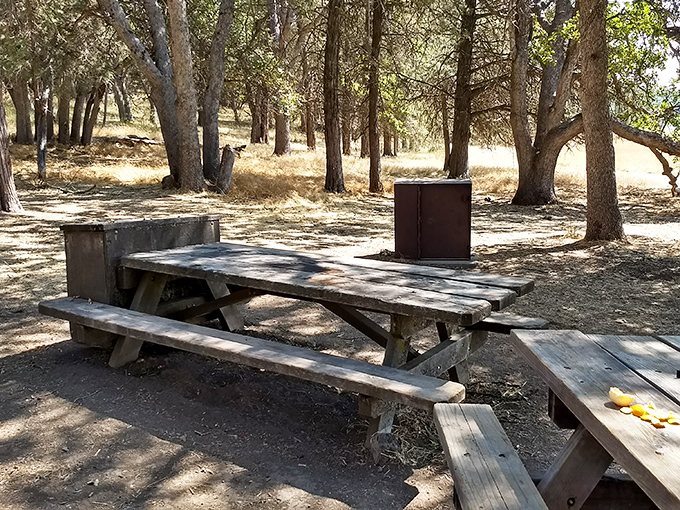 Rustic simplicity at its finest. This weathered picnic table has hosted countless sandwiches and stories beneath the dappled shade of ancient pines.