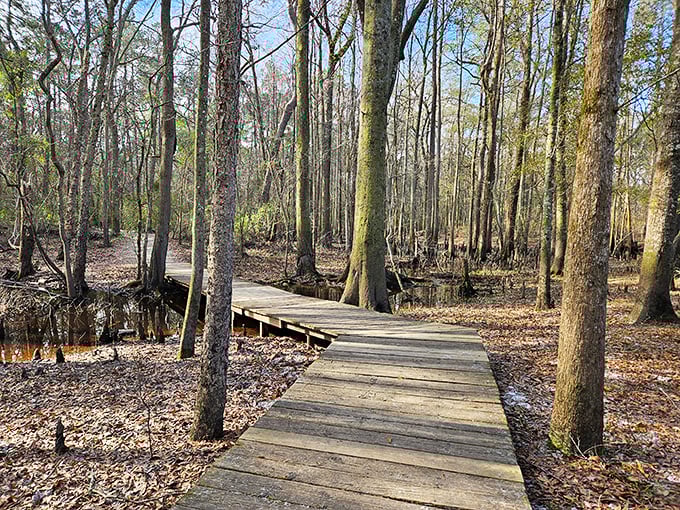 The wooden boardwalk meanders through a mystical cypress swamp, where every step feels like walking through nature's cathedral. No admission fee required.
