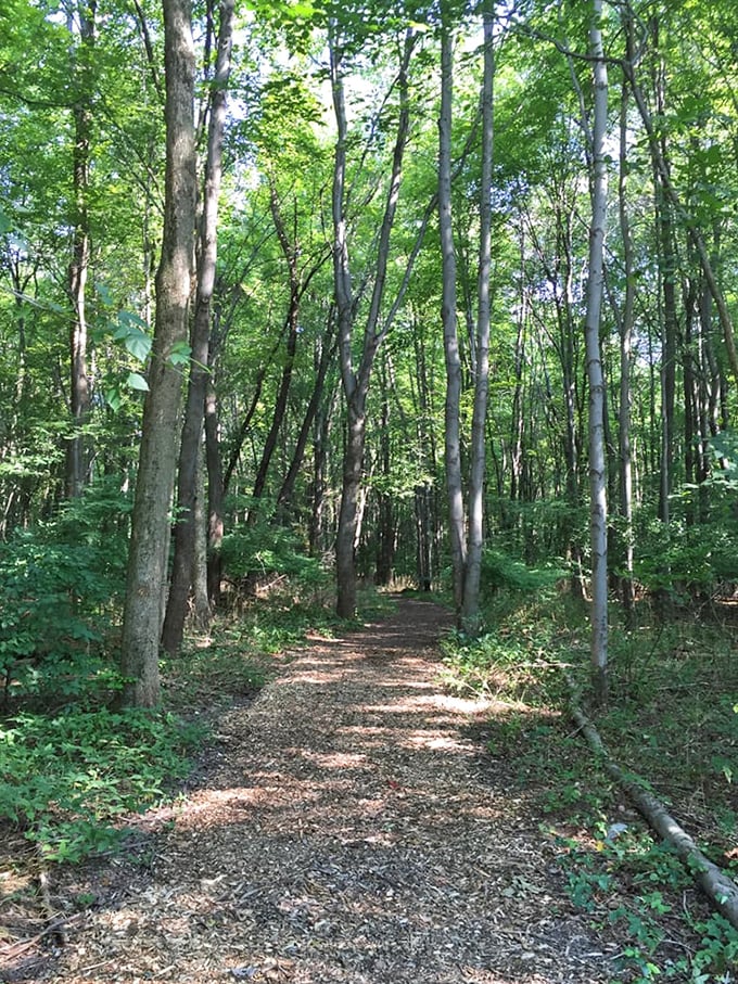 Nature's cathedral where sunlight filters through leafy stained glass. This trail promises the kind of peace you can't download from an app.