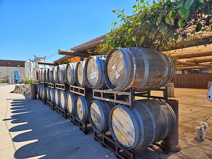Oak barrels basking in the California sunshine—each one a cocoon where grape juice metamorphoses into liquid poetry.